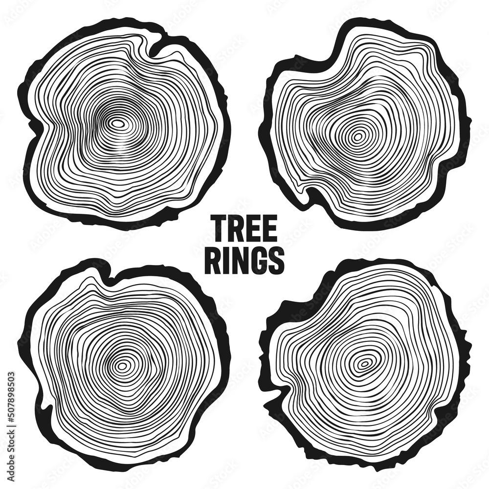 Round tree trunk cuts, sawn pine or oak slices, lumber. Saw cut timber ...