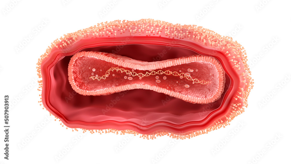 Anatomy and cross section of a Mpox (monkey pox) virus or poxviridae ...