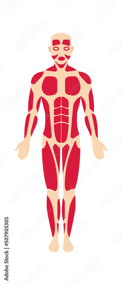 Man muscular system anatomy. Vector illustration Stock Vector | Adobe Stock