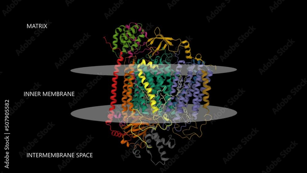 Structure of human cytochrome c oxidase. Animated 3D cartoon and ...