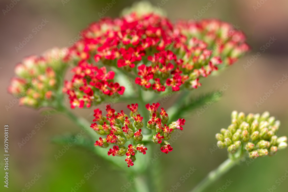 Achillea millefolium common yarrow flowers in bloom, beautiful wild ...