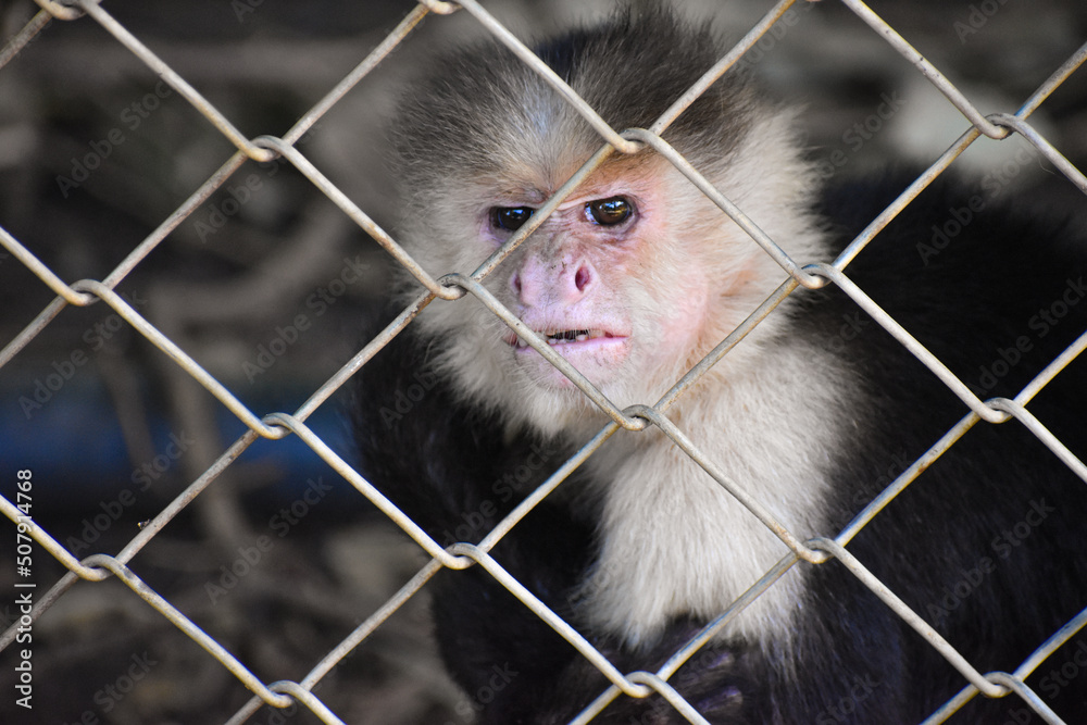 animal, mamífero, macaca, fauna, inhospitalario, zoo, naturaleza, cara ...