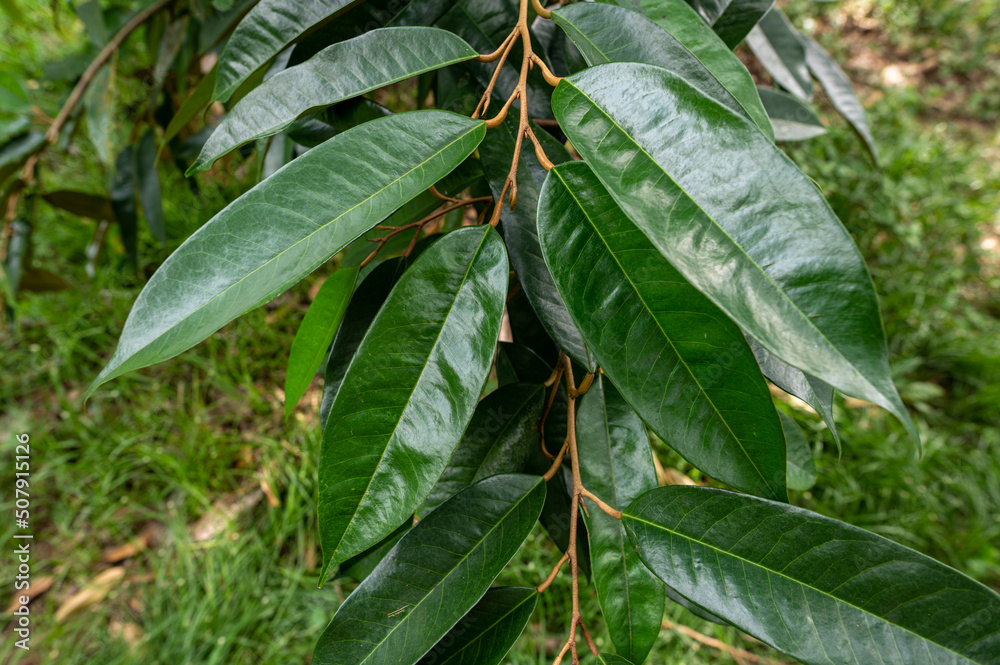 Durian Tree Leaves