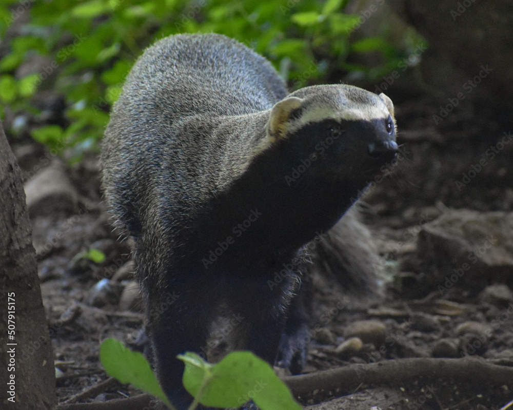 procyon lotor, animal, mamífero, fauna, inhospitalario, huron ...