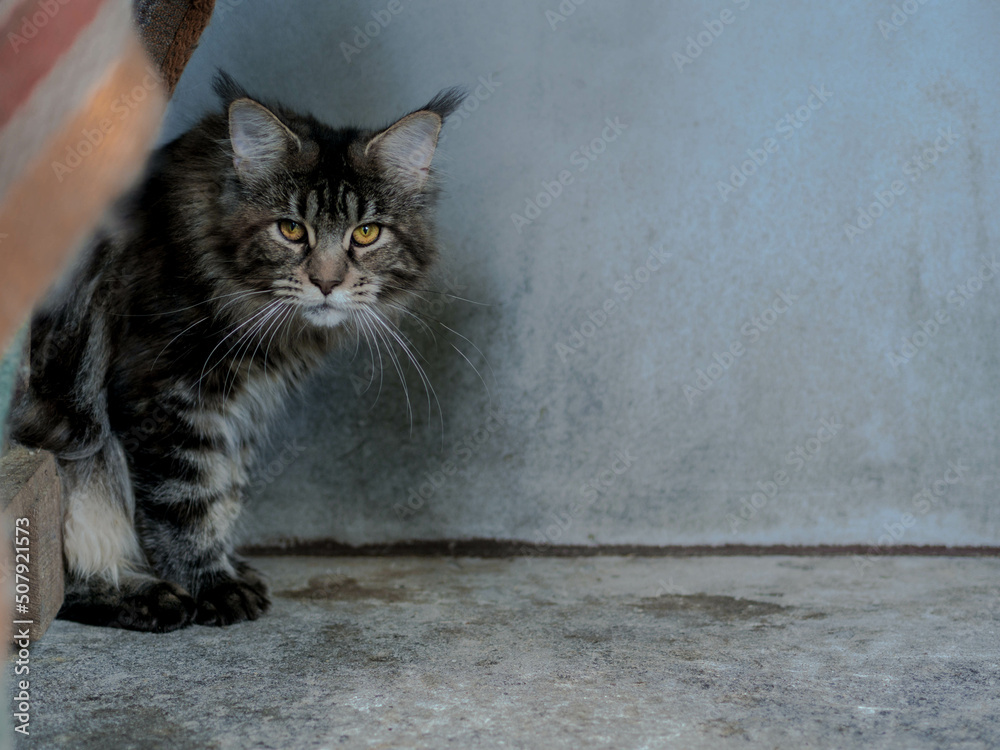 Kot rasy Maine Coon Stock Photo | Adobe Stock