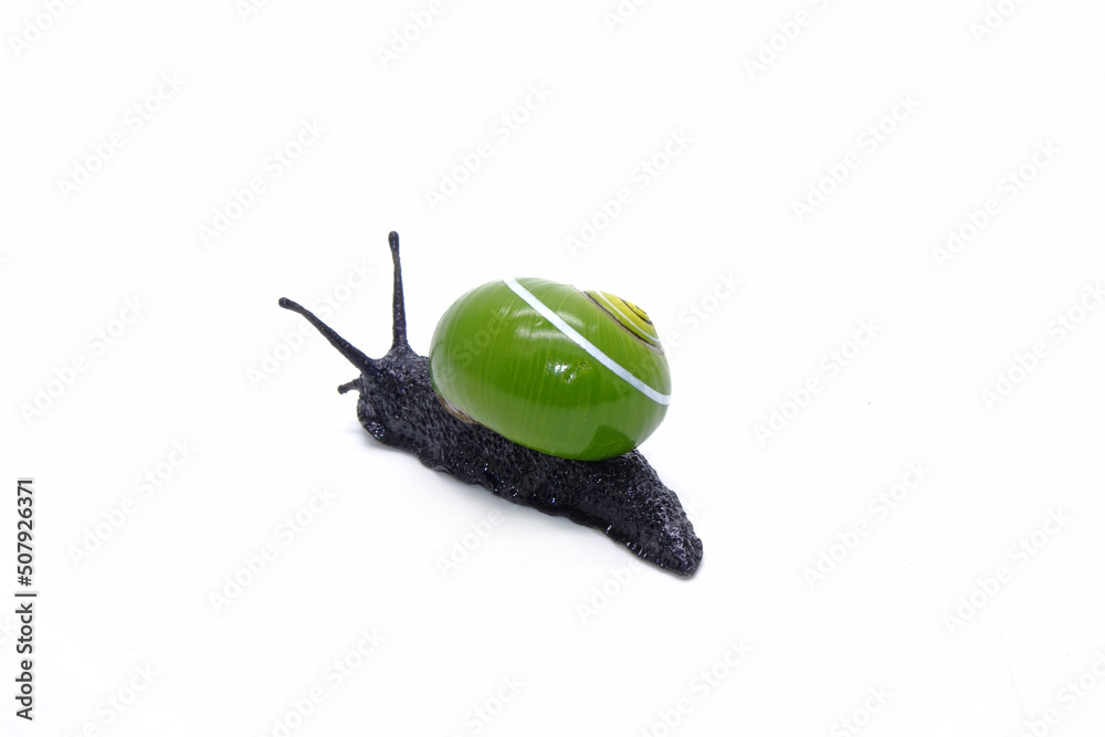Snail isolated on white background. Cuban snail (Polymita picta) world ...
