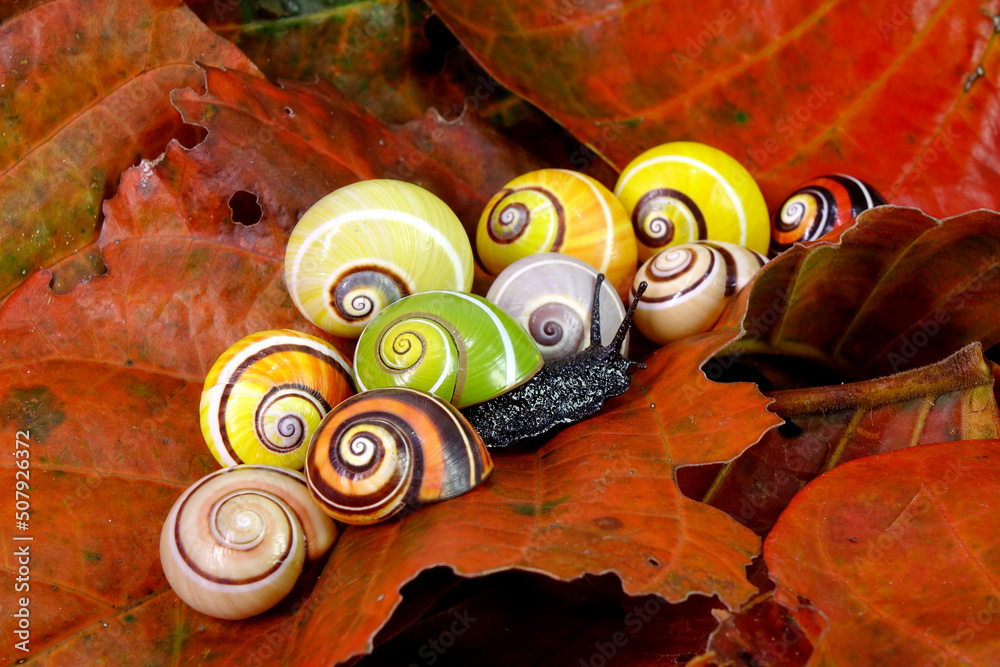 Cuban snail (Polymita picta) world most beautiful land snails from Cuba ...