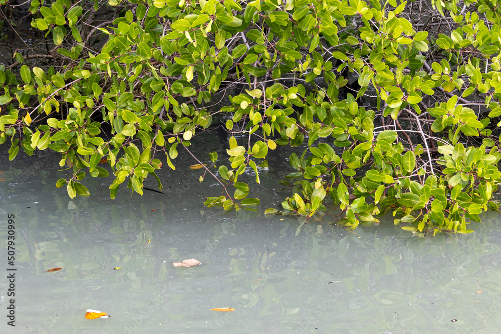 Mangroves. Mangroves on the coast of the Atlantic Ocean. Green leaves ...