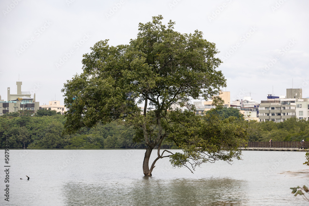 A Green Tree Stands In The Water The Tree Was Flooded By The Ocean Tide Reflection Of A Tree