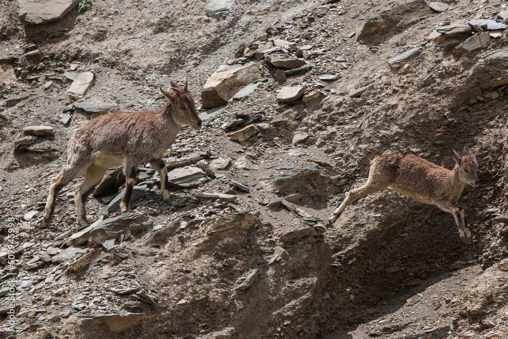 Wild blue sheep (Bharal) in Tibet Stock Photo | Adobe Stock
