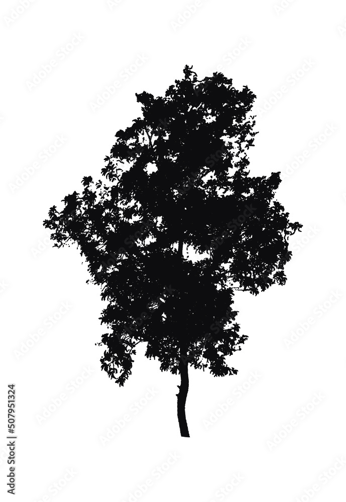 vector silhouette of a young tree. silhouette tree clipart. Stock ...