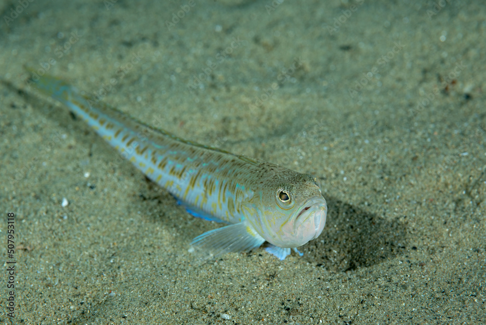 Tracina drago, Trachinus draco, appoggiata al fondo sabbioso Stock ...