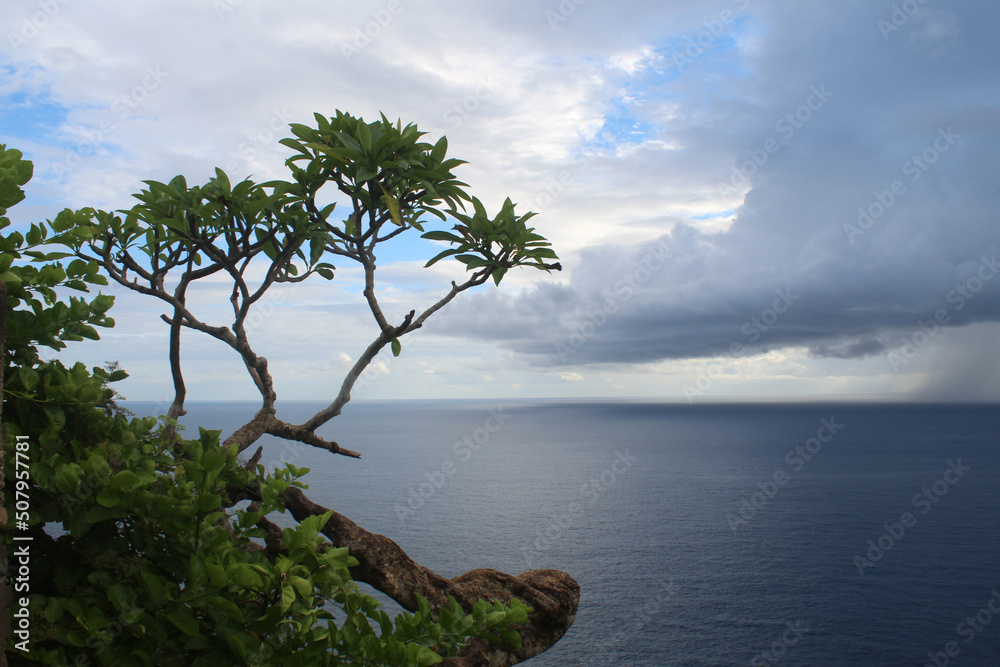 Single tree on the beach. Bali Frangipani tree branches on the beach ...