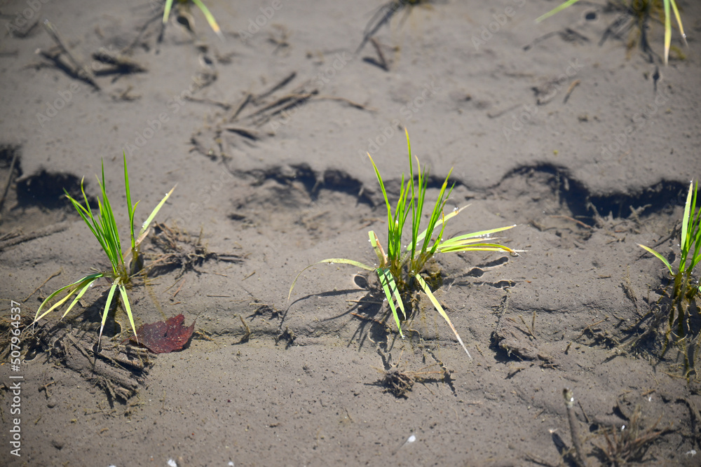 Rice in the rice paddies Stock Photo | Adobe Stock