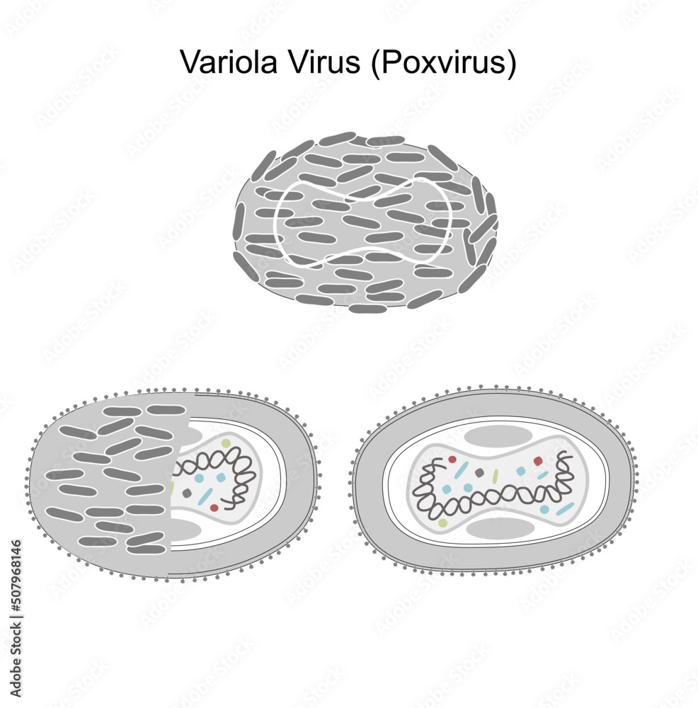 The viral structure of Variola virus (Poxvirus) that a member of ...