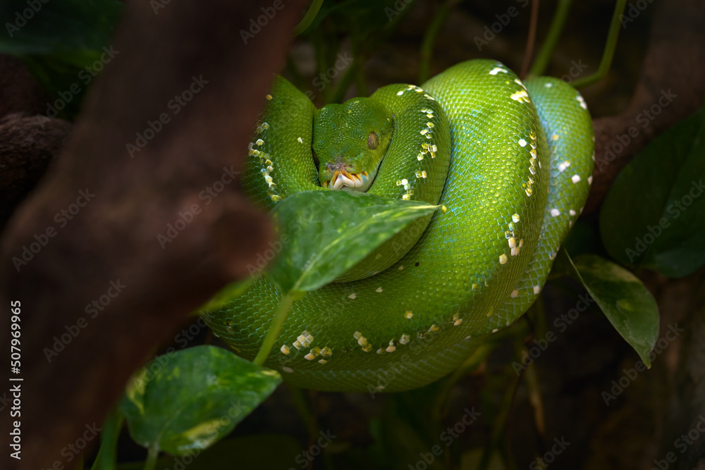 Green tree python, Morelia viridis, snake from Indonesia, New Guinea ...