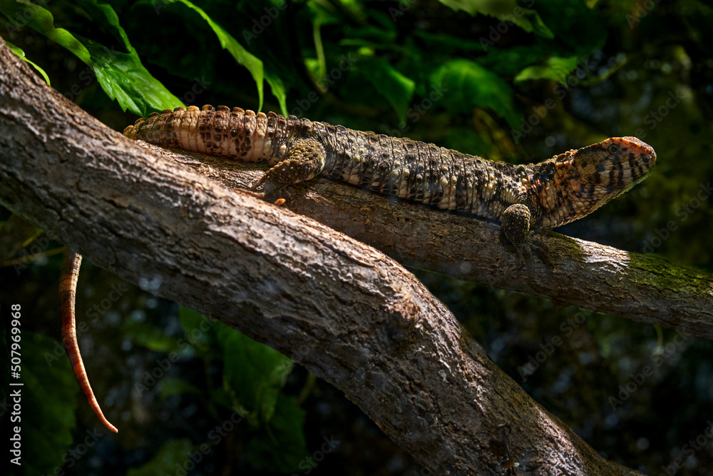 Skink in the nature habitat, wildlife. Cunningham's spiny-tailed skink ...