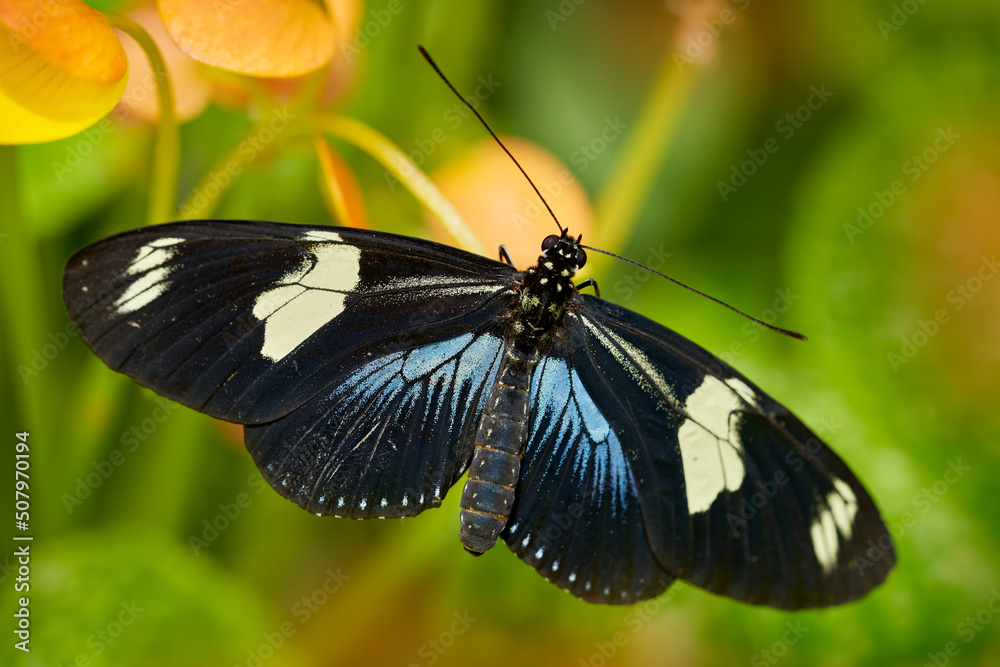 Heliconius doris, Doris longwing, butterfly from Costa Rica in Central ...