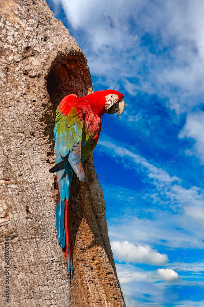 Brazil wildlife. Big red parrot Red-and-green Macaw, Ara chloroptera ...