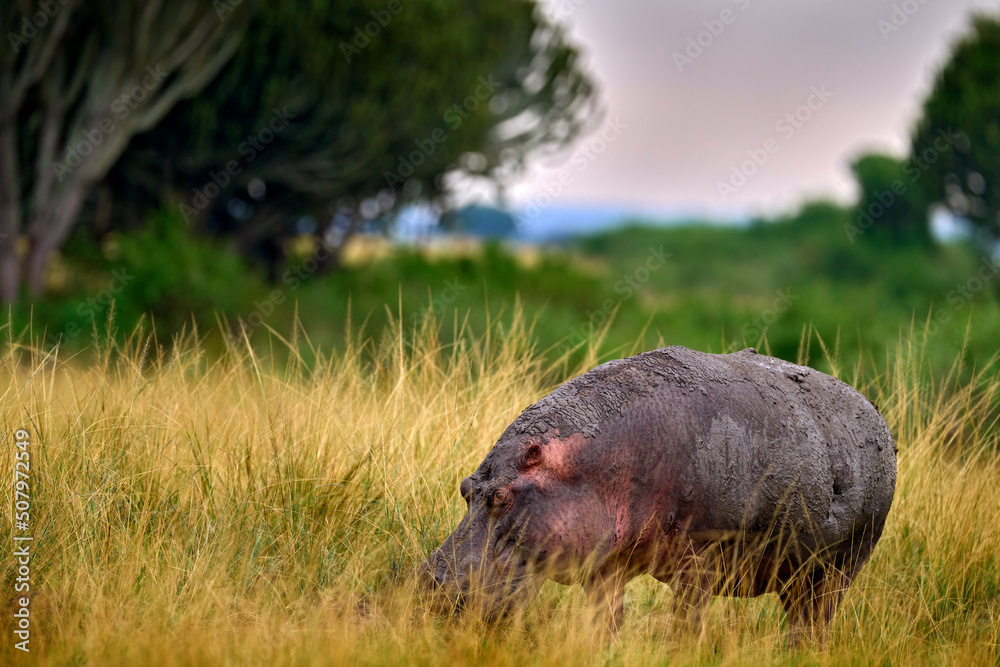 Uganda wildlife, Hippo with open mouth muzzle with toouth, danger ...