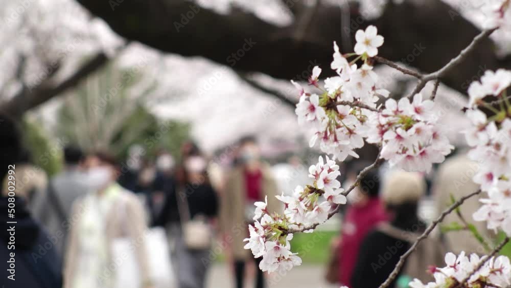 TOKYO, JAPAN - APRIL 2022 : View of cherry blossoms at Chidorigafuchi ...