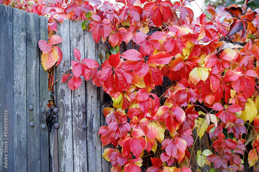 Amazing autumn background with Victoria creeper five-leaved ivy leaves ...
