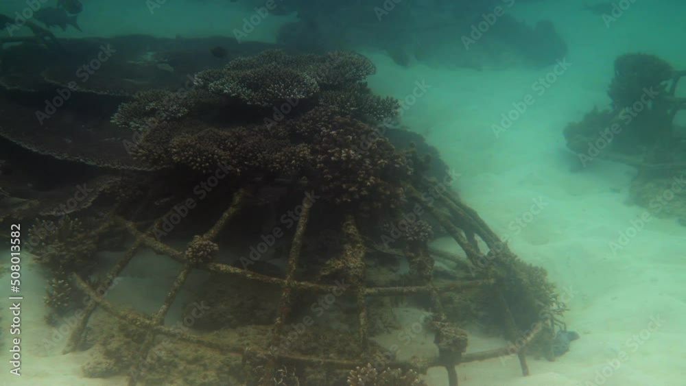 Coral reef restoration, underwater structure with growing corals ...