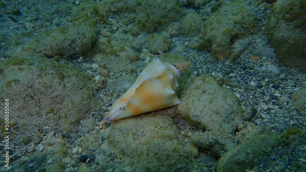 Sea snail Florida fighting conch (Strombus alatus) on the Atlantic ...