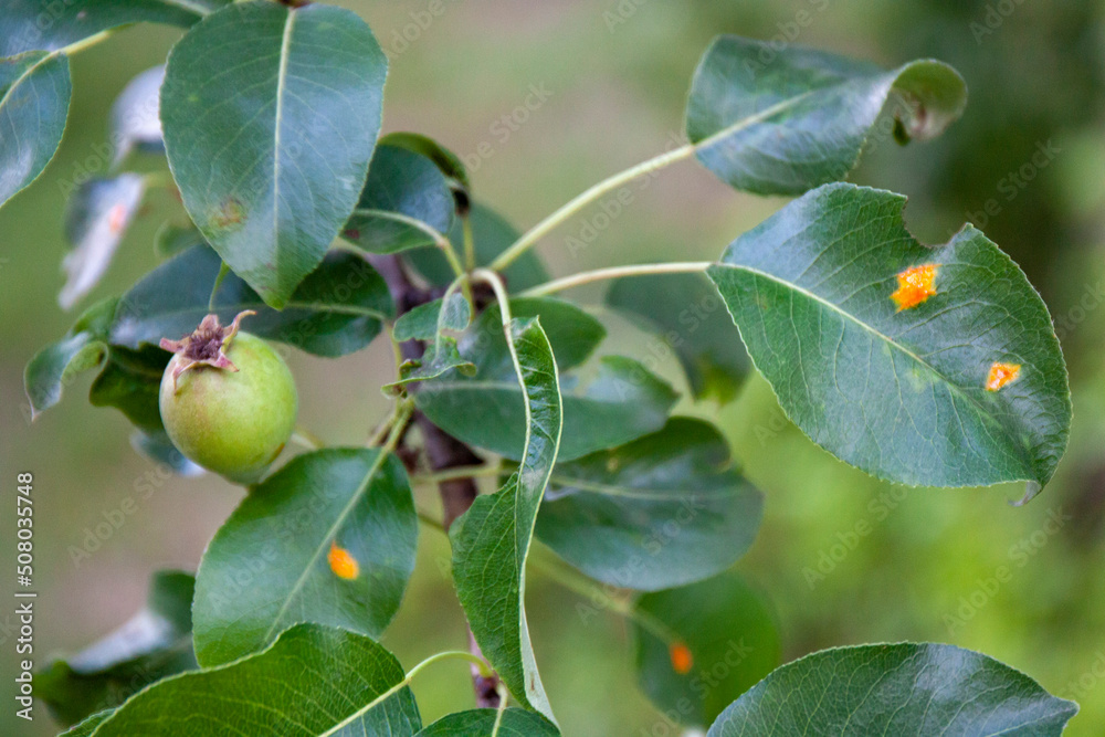 Fresh Pear tree leaves with Gymnosporangium sabinae or fuscum ...