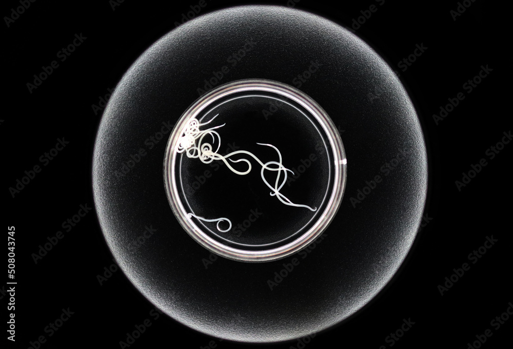 Anisakis worms, fish parasites, in a culture dish in the research ...