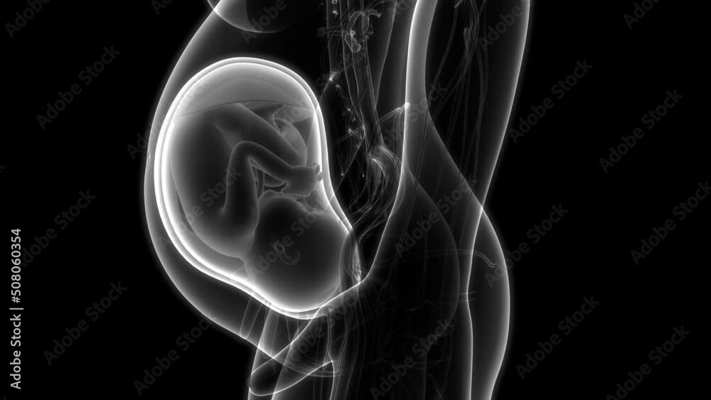 Human Fetus Baby in Womb Anatomy Animation Concept Stock 비디오 | Adobe Stock