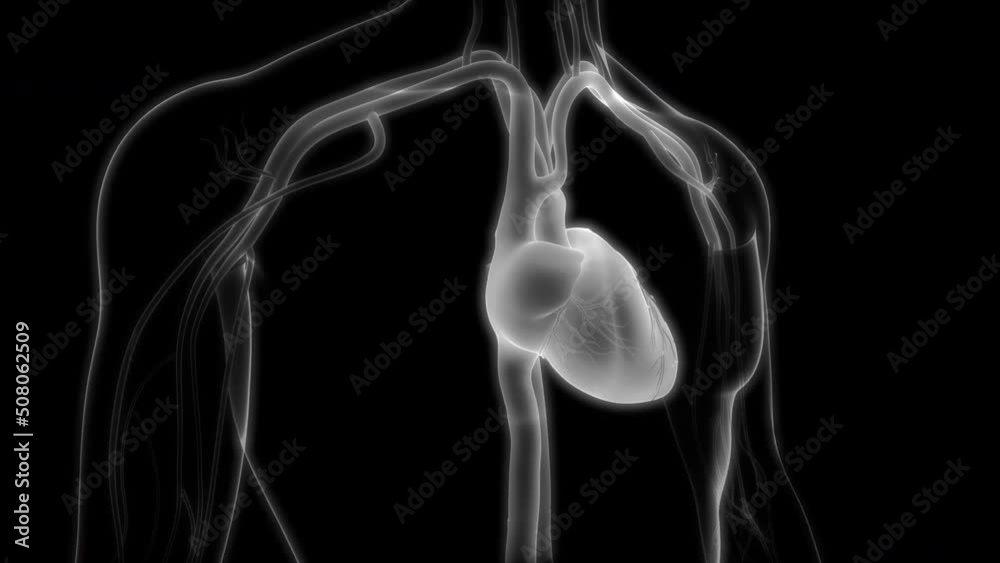 Human Circulatory System Heart Beat Anatomy Animation Concept Stock 비디오 ...