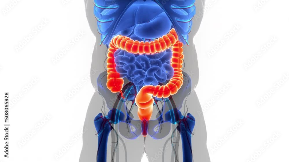 Human Digestive System Large Intestine Anatomy Animation Concept Stock ...