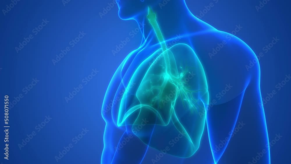 Human Respiratory System Lungs Anatomy Animation Concept vídeo do Stock ...