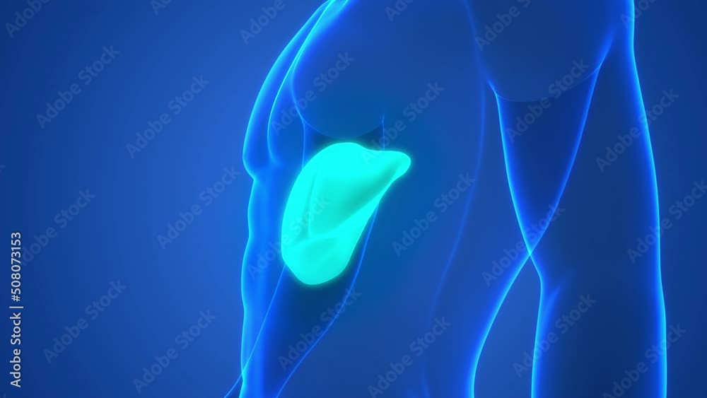 Human Internal Digestive Organ Liver Anatomy Animation Concept Stock ...