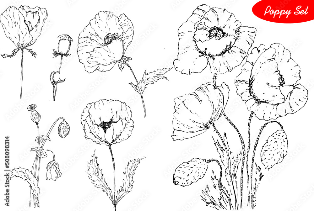 poppies drawing vector Stock Vector | Adobe Stock