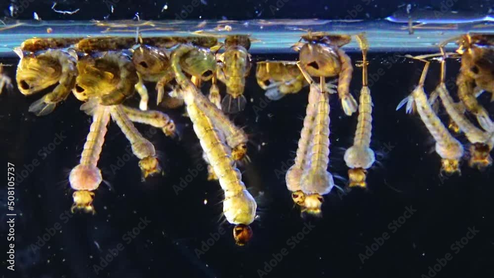 Mosquito, Larvae and Pupae in polluted water. Culex pipiens (the common ...