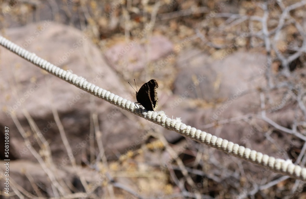 dark butterfly sitting on tan rope in desert setting Stock Photo ...