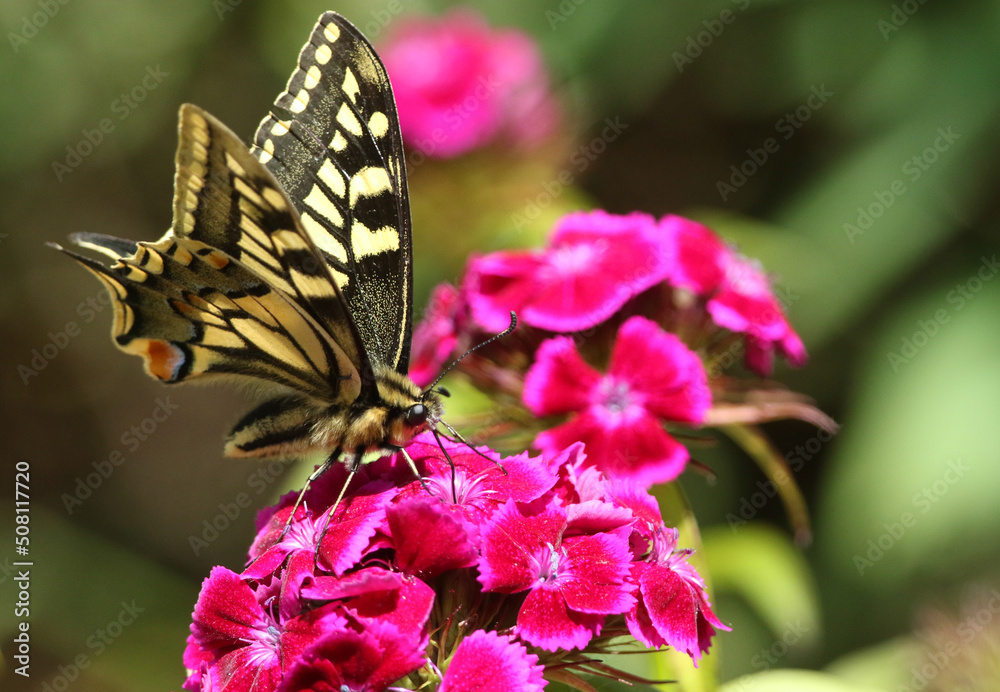 A rare Swallowtail Butterfly, Papilio machaon, nectaring on Sweet ...