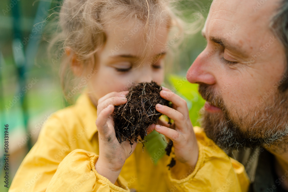 Little girl smelling pepper plant with her dad, when transplanting it ...