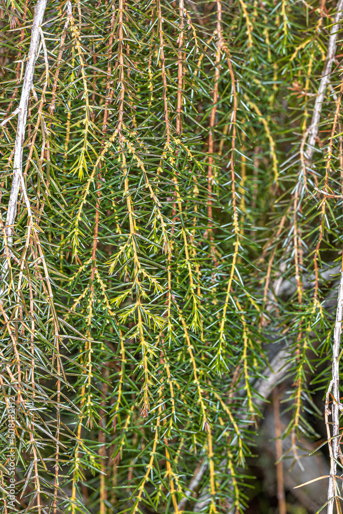 Leaves and Shoots of Temple Juniper (Juniperus rigida ‘Pendula’) Stock ...