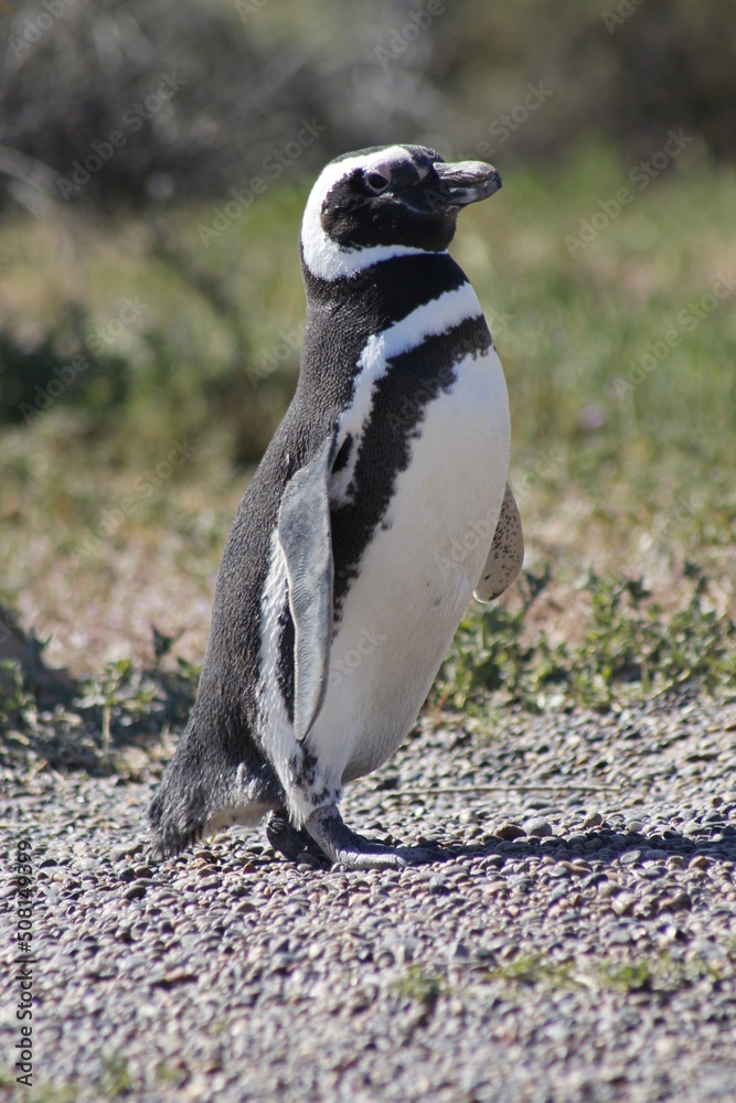 Pinguino de Magallanes Península Valdez Patagonia Argentina Stock Photo ...
