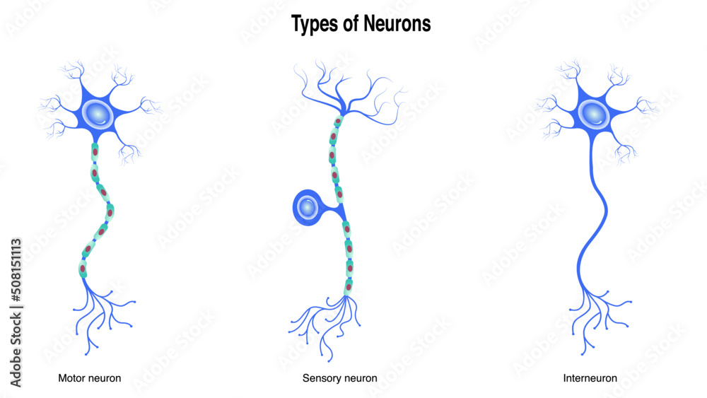 Different Types of Neurons Stock Vector | Adobe Stock