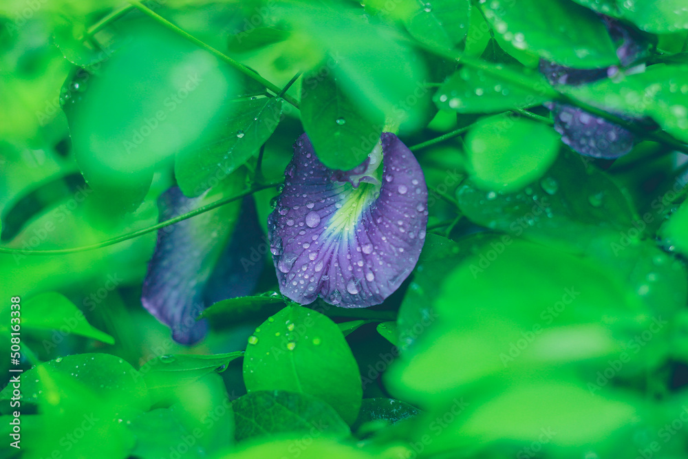 Asian pigeonwings | Clitoria ternatea, commonly known as Asian ...