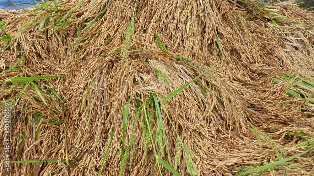 Vidéo Stock Piles of freshly harvested raw paddy from the field ...