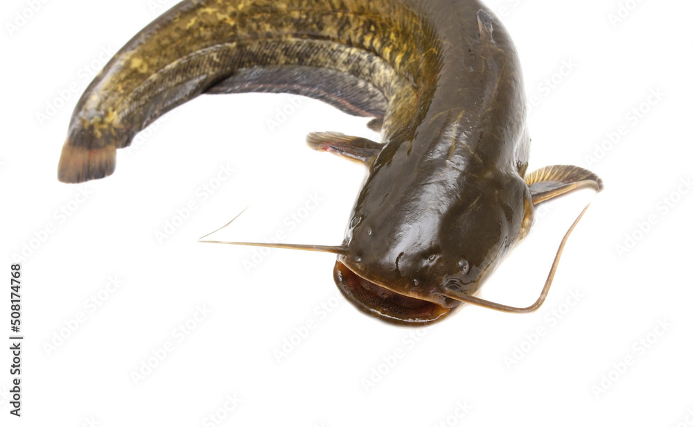 Cool Catfish Wallpaper