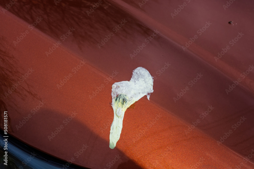 Bird droppings smudged on car hood background. Dirty birds shit stain ...