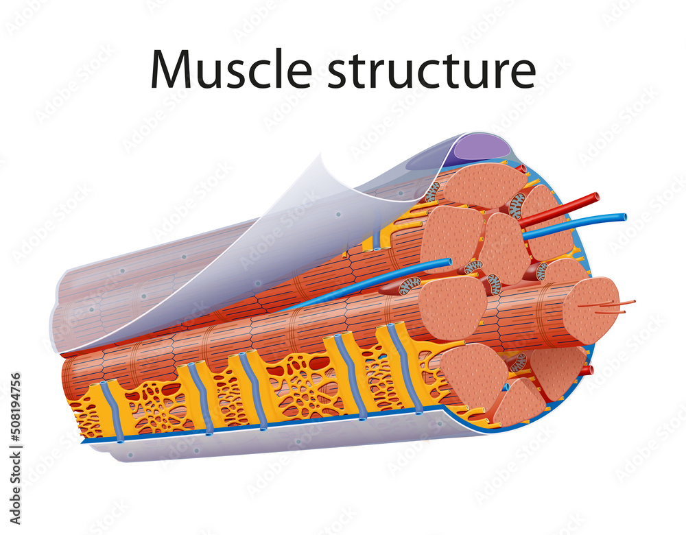 Illustration of Structure Skeletal Muscle Anatomy Stock Illustration ...