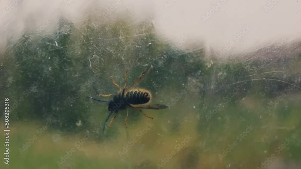 A large queen wasp crawling across the plastic window of a tent. Stock ...
