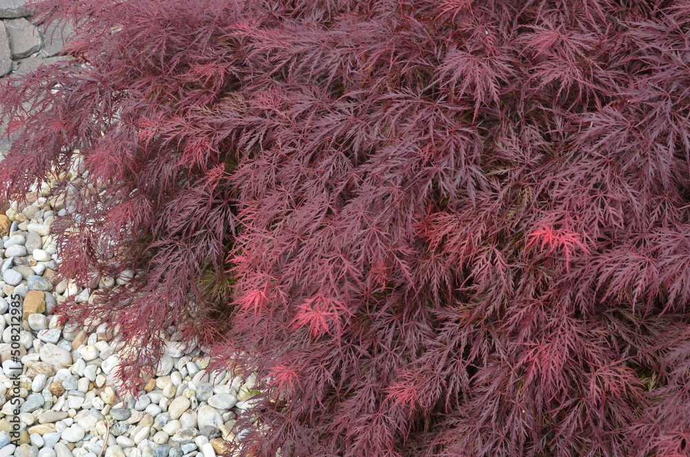 Maple medium fast growing cultivar reaching a height of 4m and a width ...